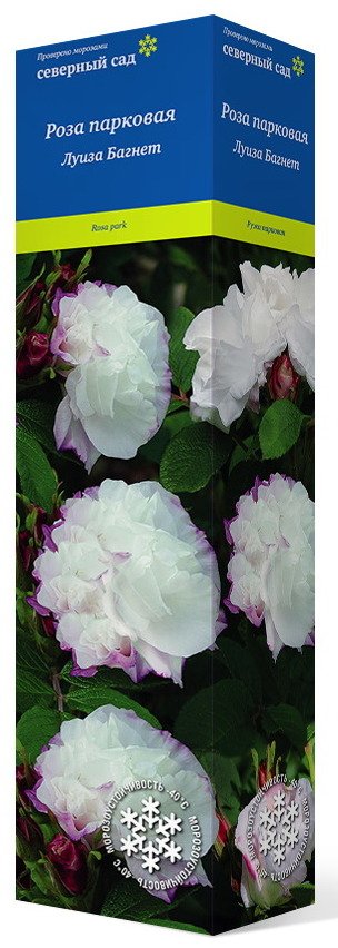 Роза парковая Луиза Багнет (в тубе) 260158 купить с доставкой в ...