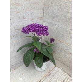 Рассада Гелиотропа d12 397965 купить с доставкой в МЕГАСТРОЙ Казань