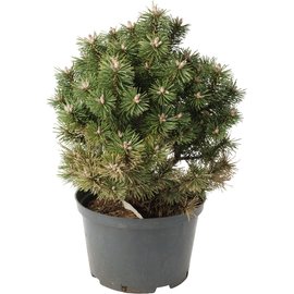 Сосна горная Heinis Triumph С5 h20-30см w20-25см 435929 купить с ...