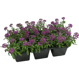 Рассада Алиссум кассета 6шт 265784 купить с доставкой в МЕГАСТРОЙ Казань