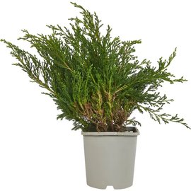 Можжевельник средний Pfitzeriana Compacta С2 h20-30см 437849 купить с доставкой в МЕГАСТРОЙ Казань