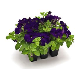 Рассада Петуния Грандифлора кассета 6шт 437906 купить с доставкой в ...