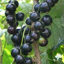 Саженец Смородина черная Селеченская -2 ЗКС 412323 купить с доставкой в ...