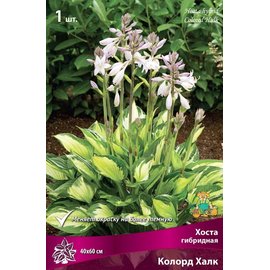 Корневище Хоста гибридная Колорд Халк 1шт 331578 купить с доставкой в ...