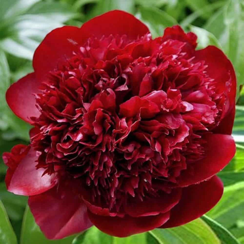 Рассада Пион Red Charm С5 438903 купить с доставкой в МЕГАСТРОЙ Казань